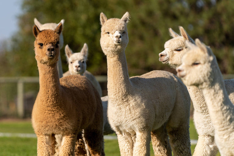 What Is The History of Alpacas? – Alpaca by Design • Sisters, OR